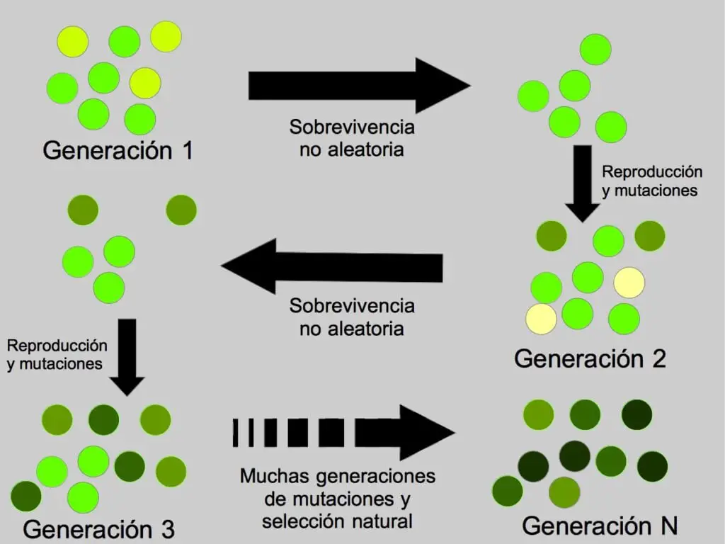 Znaczenie Symbioza (Co to jest Symbioza, Pojęcie i Definicja ...